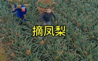 菠萝长在哪里_菠萝长在树上还是地上