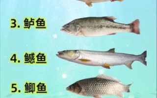 淡水鱼种类有哪些_海水鱼常见品种