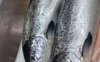 三文鱼产地在哪里_海洋图片高清哪里找