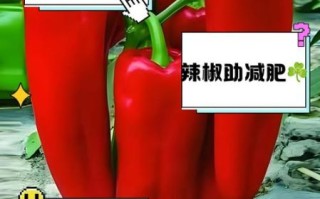 菜椒可以生吃吗_生吃菜椒的好处与风险