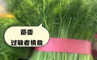 茴香菜哪些人不能吃_孕妇能吃茴香菜吗