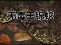 一里王锦蛇有毒吗_一里王锦蛇能当宠物吗