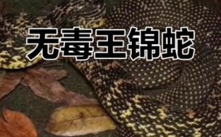 一里王锦蛇有毒吗_一里王锦蛇能当宠物吗