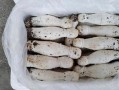 鸡腿菇图片高清_如何挑选新鲜鸡腿菇