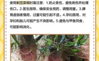 野刺苋菜根的功效与作用_野刺苋菜根怎么吃效果最好