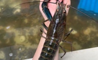 澳洲淡水蓝龙虾怎么做_澳洲蓝龙虾清蒸还是水煮