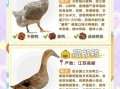 鸭肉的营养价值_鸭肉适合什么人吃