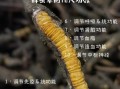虫草的功效与作用有哪些_虫草怎么吃效果最好