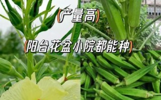 黄秋葵怎么种植_黄秋葵种植时间和方法