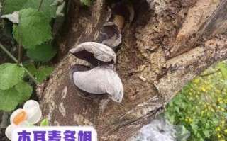 吃木耳的禁忌有哪些_木耳不能和什么一起吃