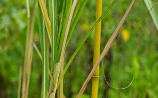 像芦苇又像竹子的植物是什么_如何养护