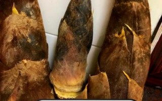 笋子怎么保存新鲜_新鲜笋子能放几天