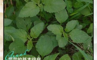 苋怎么读_苋菜图片长什么样