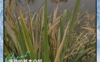 蒲草图片怎么拍_蒲草图片拍摄技巧