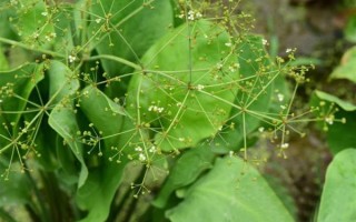 泽泻图片大全大图_泽泻长什么样