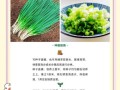 11月12月适合种什么菜_冬季蔬菜种植指南