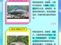 淡水青鱼图片大全_如何分辨青鱼与草鱼