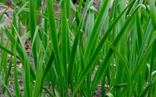 韭菜图片大全大图_韭菜高清图鉴 韭菜图片大全大图_韭菜高清图鉴