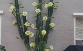 龙骨花有毒吗_龙骨花怎么养才旺盛