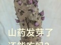 紫山药发芽了还能吃吗_发芽紫山药有毒吗