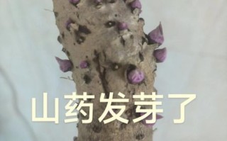 紫山药发芽了还能吃吗_发芽紫山药有毒吗