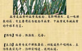 麻黄的功效与作用_麻黄主治哪些疾病
