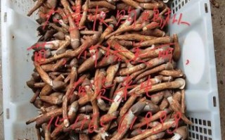 鸡枞菌多少钱一斤_鸡枞菌怎么保存