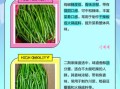 线椒和二荆条区别_哪个更辣