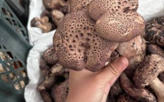 十大名菌有哪些_哪种野生菌最珍贵