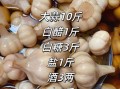 腌蒜的做法最正宗的做法_腌糖蒜用什么醋最好