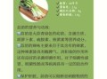 蒜苗有什么营养_蒜苗的功效与作用