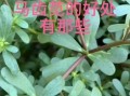 马苋菜怎么读_马苋菜的功效与作用