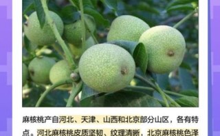 麻核桃品种有哪些_如何挑选麻核桃