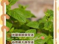 新鲜薄荷叶怎么保存_薄荷叶放冰箱能放多久
