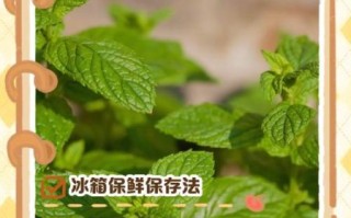 新鲜薄荷叶怎么保存_薄荷叶放冰箱能放多久