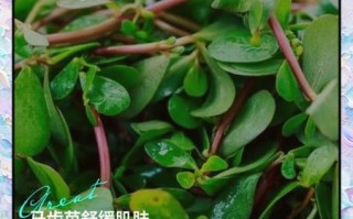 马齿苋长期洗脸的功效_马齿苋洗脸多久见效