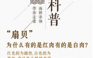 扇贝的营养价值_扇贝的功效与作用