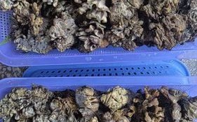 马牙豆的功效与作用_马牙豆怎么吃最好