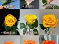 玫瑰花图片大全有哪些品种_如何挑选高清玫瑰图