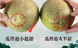 蜜瓜怎么挑选_蜜瓜保存多久