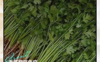 香菜吃多了会肾虚吗_香菜伤肾还是补肾