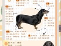 腊肠犬最大能长多大_成年腊肠犬标准体重是多少