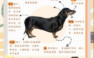 腊肠犬最大能长多大_成年腊肠犬标准体重是多少