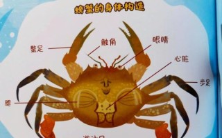 螃蟹几条腿_正确图片怎么画