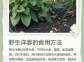 洋姜全株图片长什么样_如何辨认洋姜植株