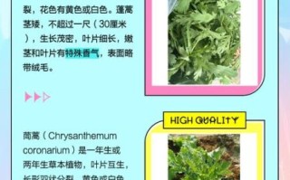 茼蒿和蓬蒿的区别_如何一眼分辨