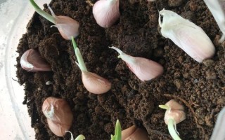 大蒜发芽能吃吗_大蒜发芽图片怎么看