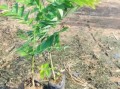 黄花梨树苗多少钱一棵_黄花梨树苗价格表