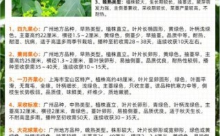 菜心苗和菜心的区别_哪个更营养