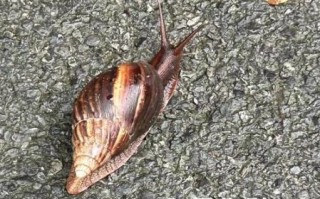 非洲大蜗牛有毒吗_非洲大蜗牛怎么消灭